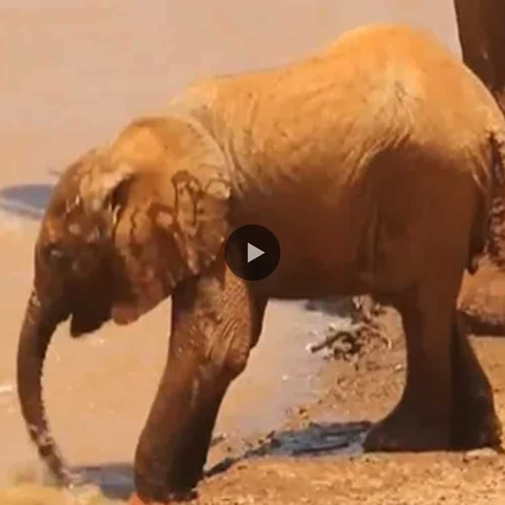 Internet Melts as Baby Elephant Learns to Use Its Trunk for Drinking ...