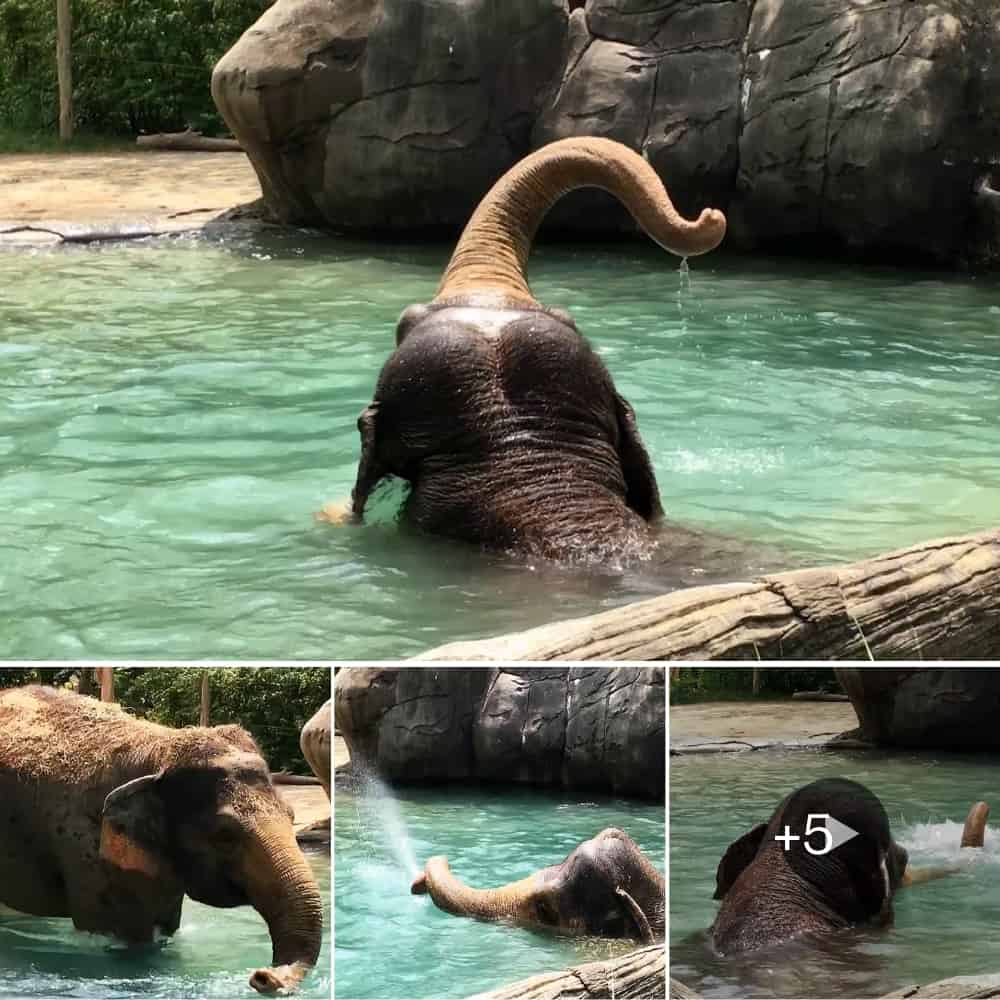 Joyful Elephants Make a Splash in Their Pool at Cincinnati Zoo