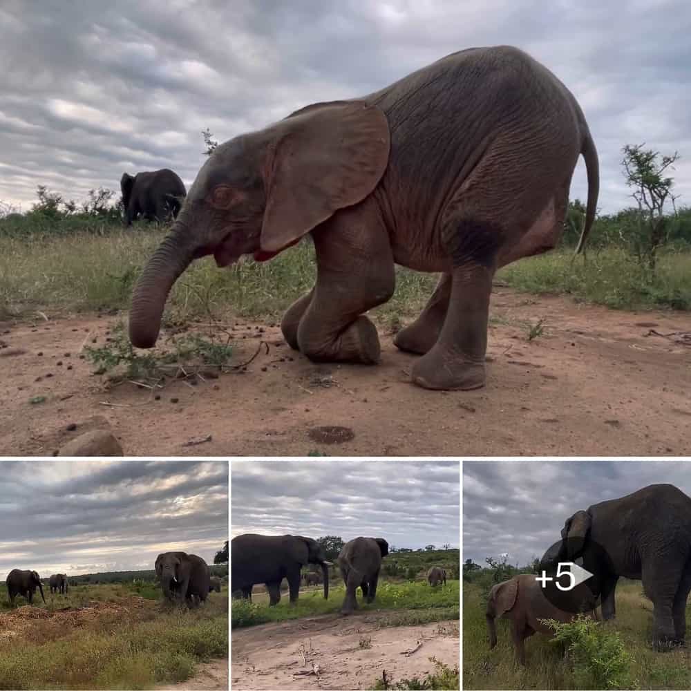 Playful Baby Elephant Explores Her Trunk in Heartwarming Video
