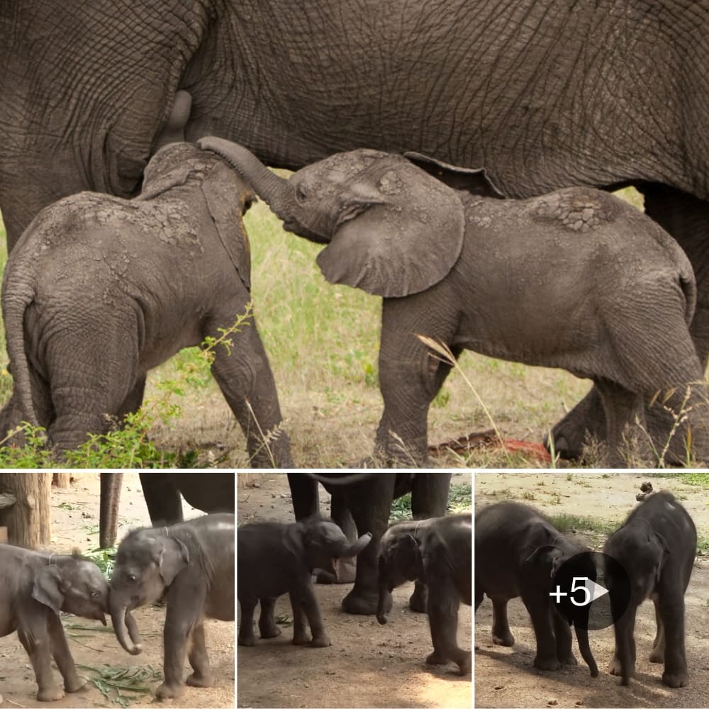 Twin Baby Elephants Melt Hearts with Their Playful Gestures