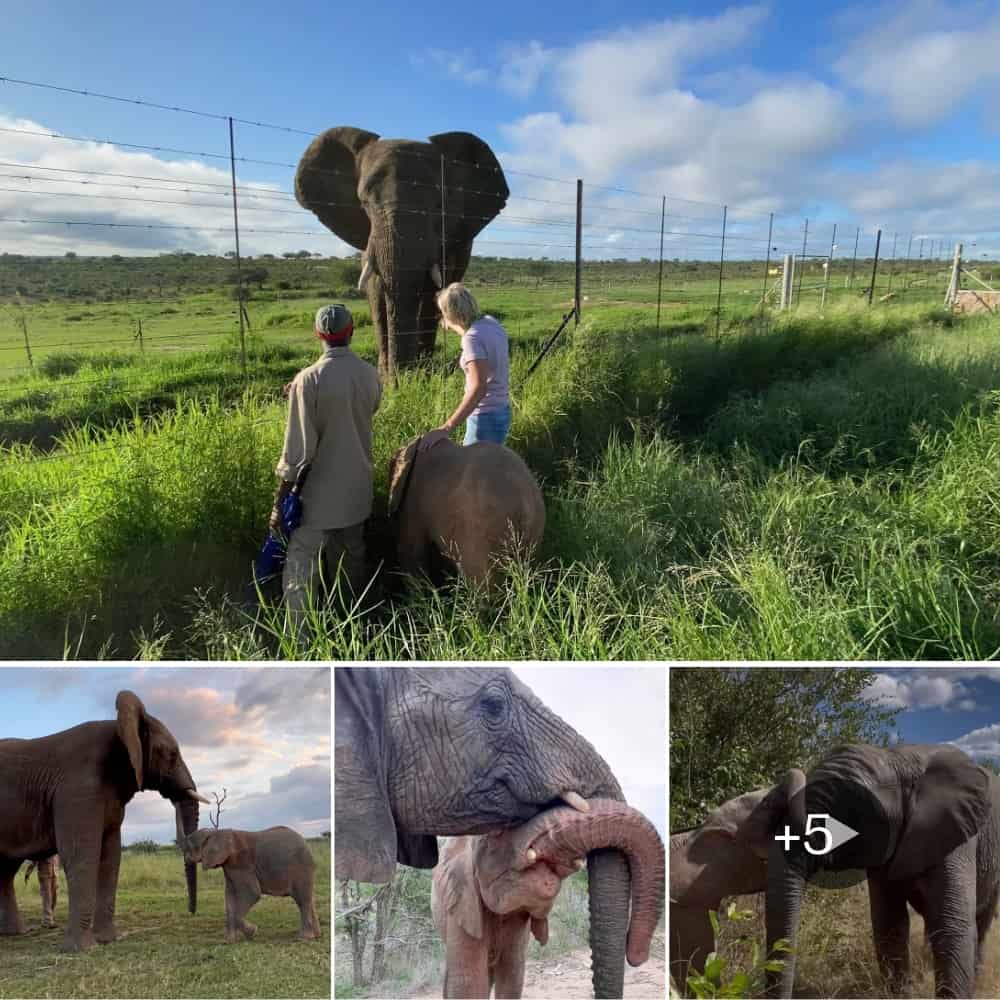 Unforgettable Encounter: Orphaned Albino Elephant Meets a Rescued Bull ...