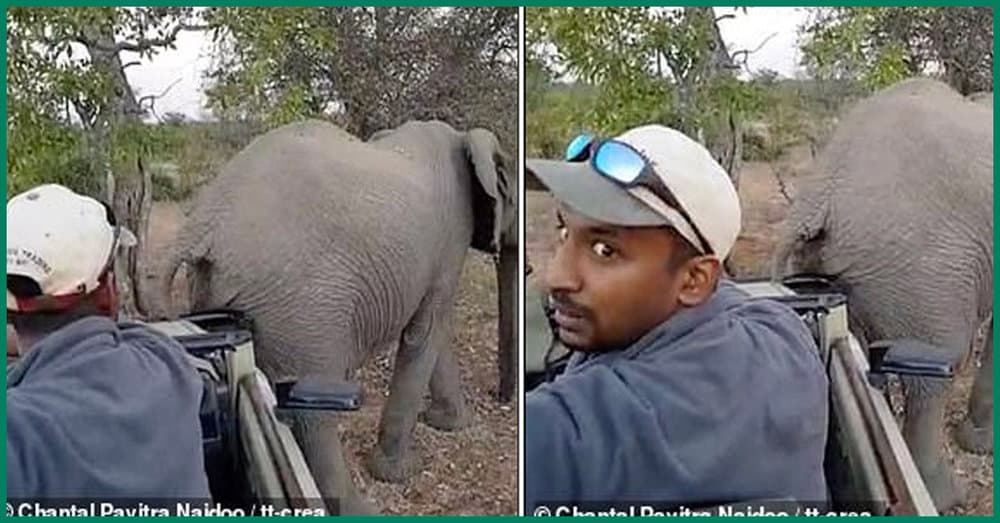 When the Wild Calls: Elephant Uses Safari Vehicle as Scratch Post ...