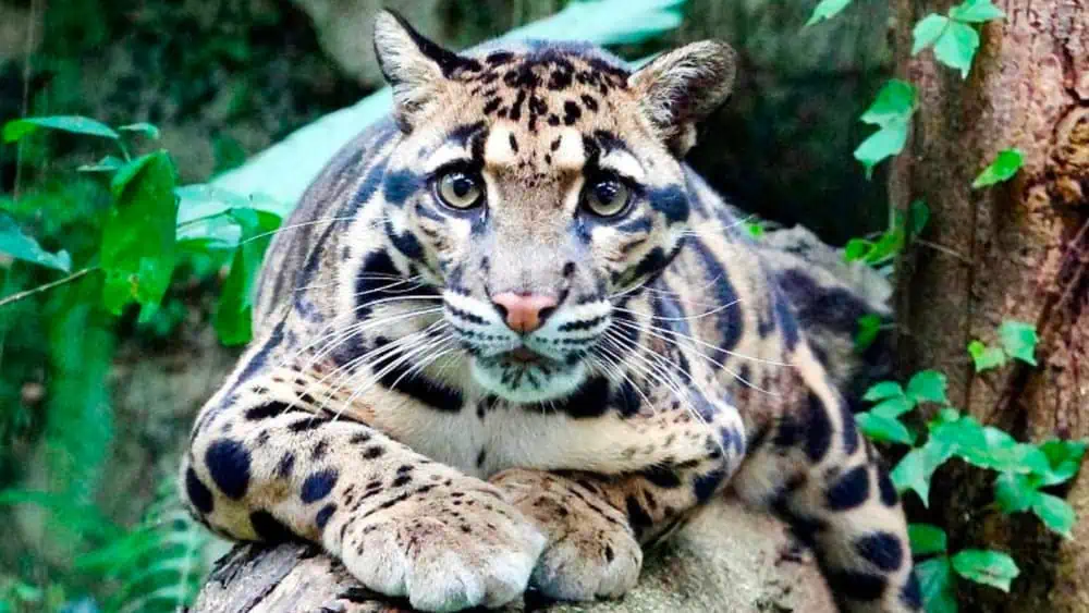 Rare Formosan Clouded Leopard Rediscovered in Taiwan After Decades