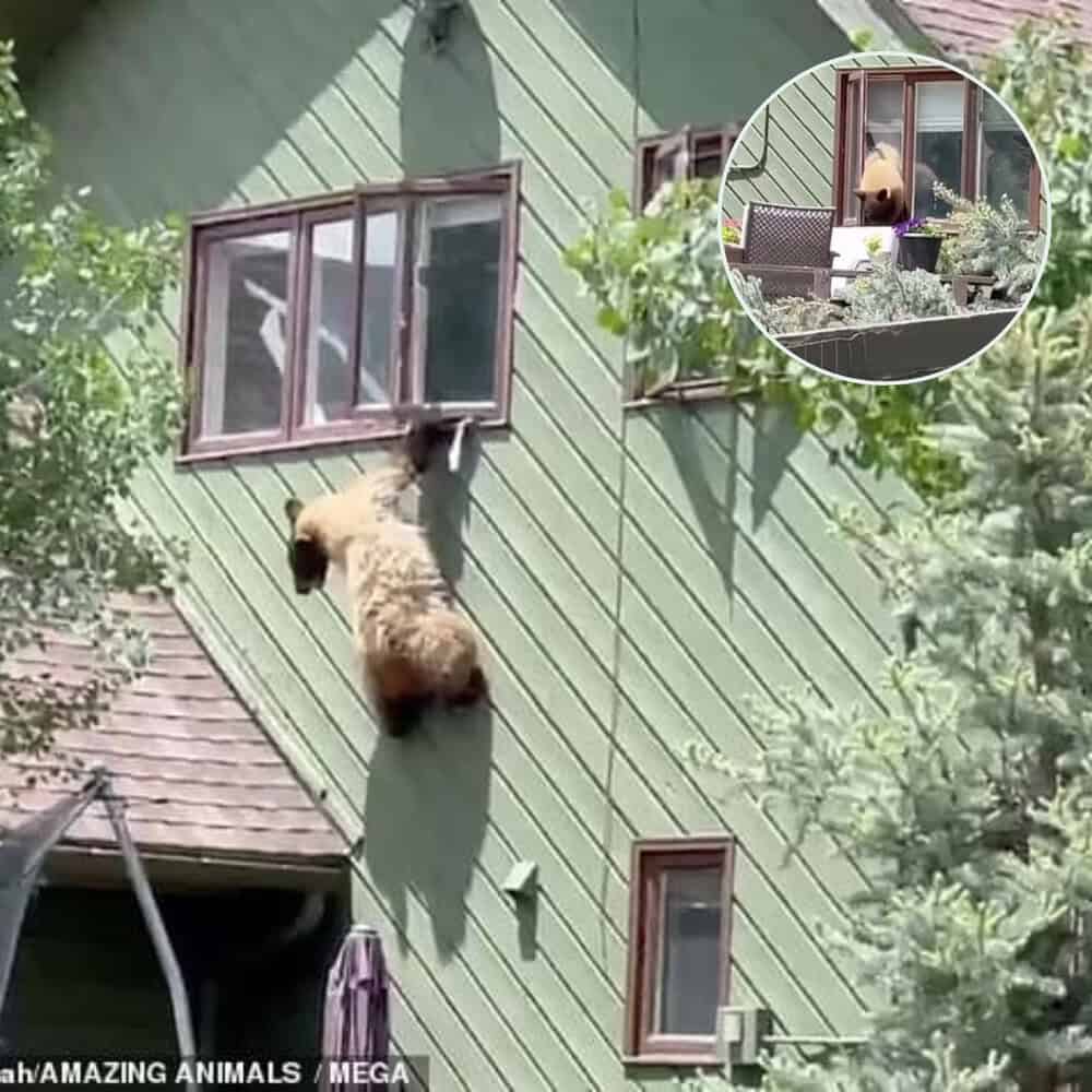 [Video] Bear Breaks Into Colorado Home and Makes a Bold Escape Through ...