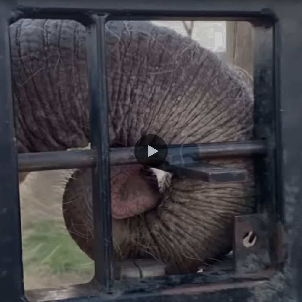Brave Baby Elephant Opens Gate to Reunite with Adopted Herd