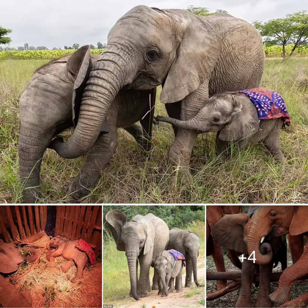 Heartwarming Story of Orphaned Elephant Finds Comfort with New Family