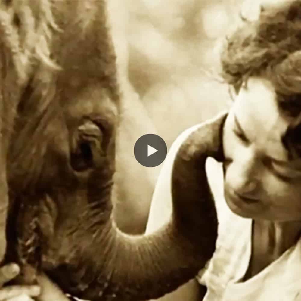 Heartwarming Story of Woman Who Raised Elephants for 40 Years Will Melt ...