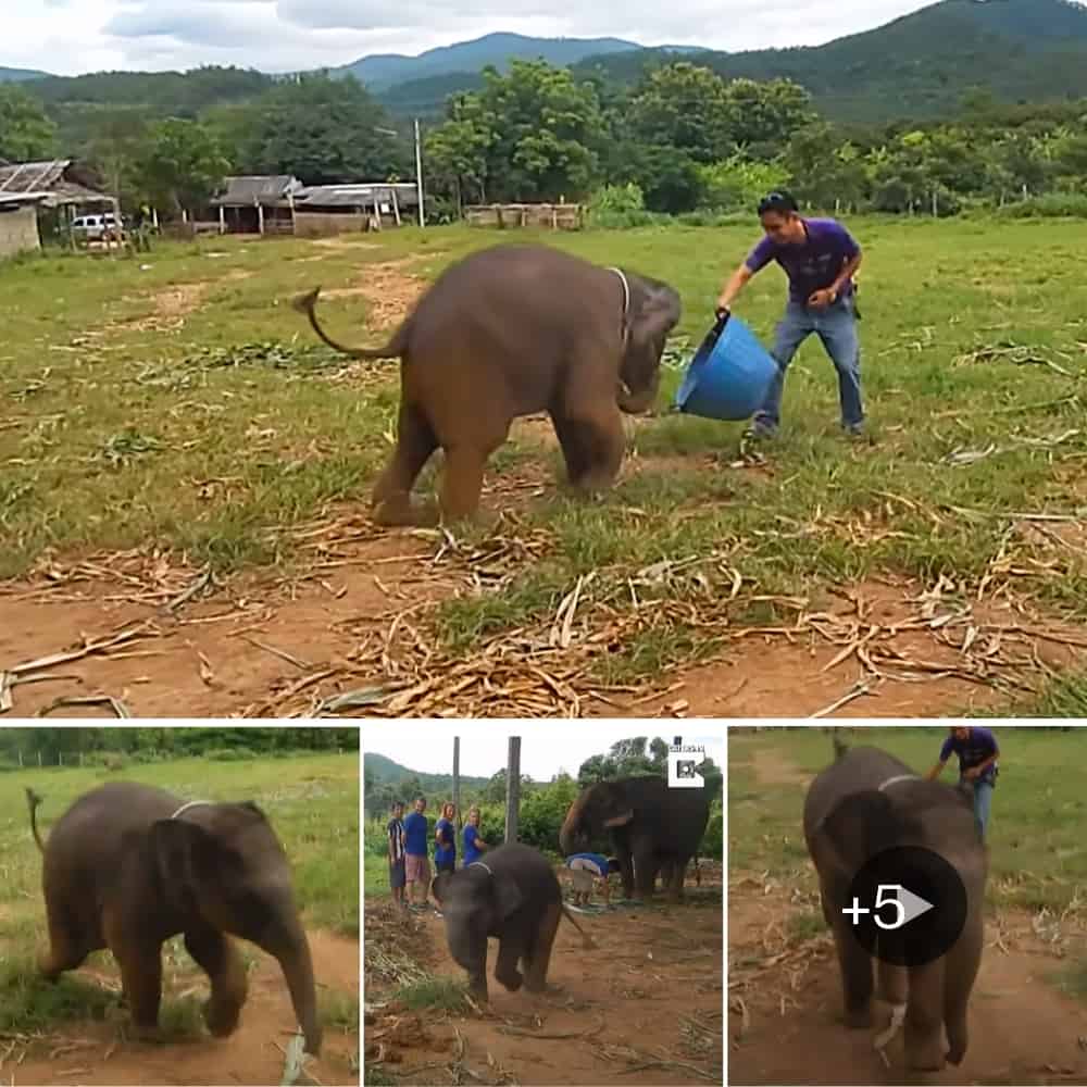 Heartwarming Video: Baby Elephant Finds Pure Joy in Playtime