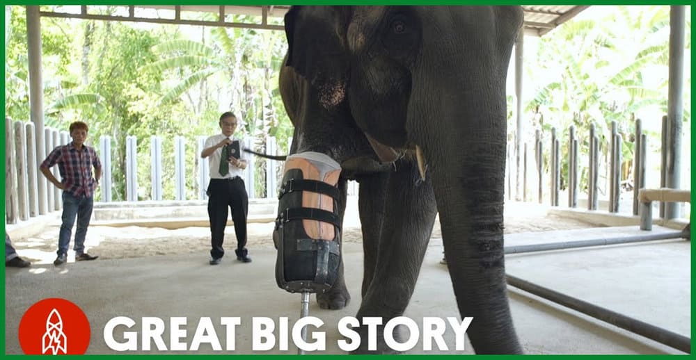 Incredible Elephant Walks Towards Doctors, Revealing A Remarkable ...