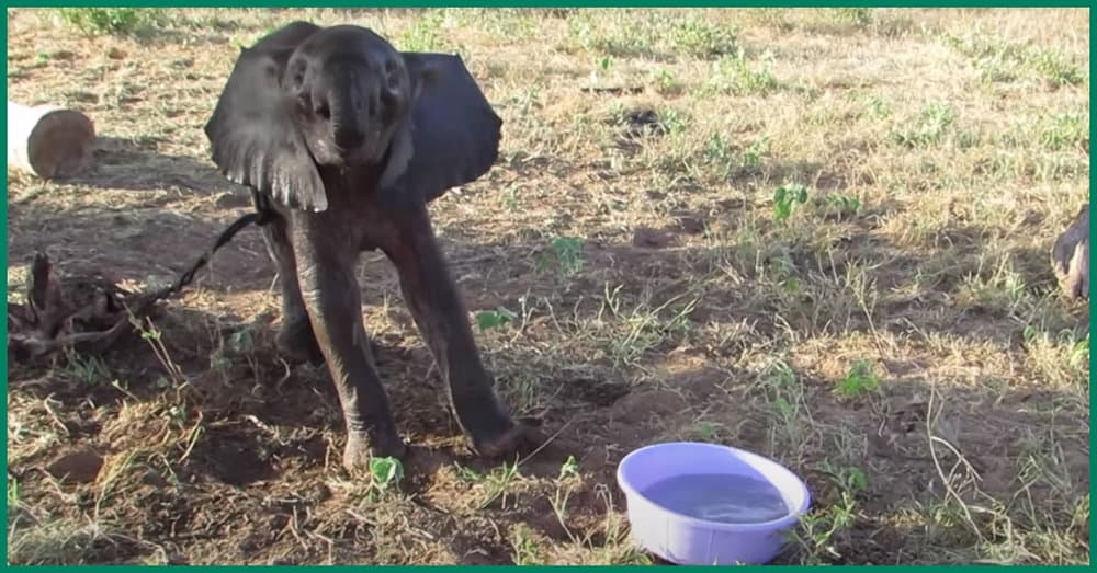 Incredible Rescue Mission: Wildlife Rangers Risk All to Reunite a Baby ...