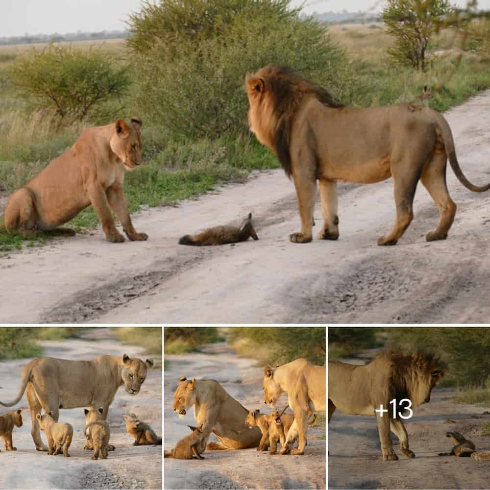 Lioness Defends Injured Fox from Hungry Lions, Captivating Wildlife ...
