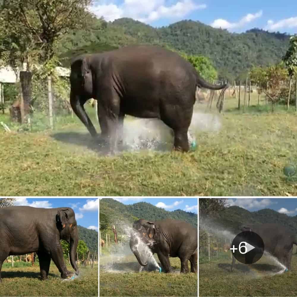 Playful Elephant Turns Broken Sprinklers into a Refreshing Water Fountain