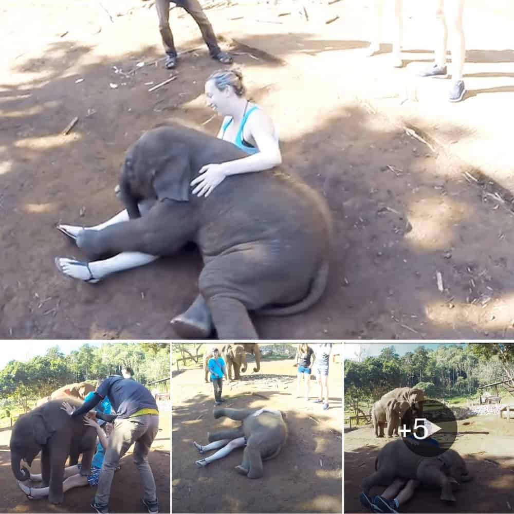 Unbelievably Cute: Baby Elephant Seeks Hugs and Cuddles