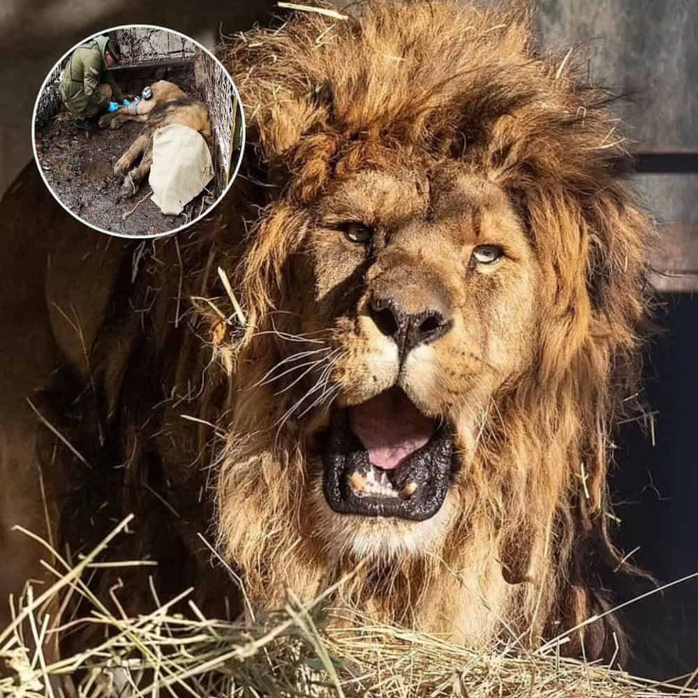 [Video] Abandoned Lion Thrives After Rescue and Sanctuary Care