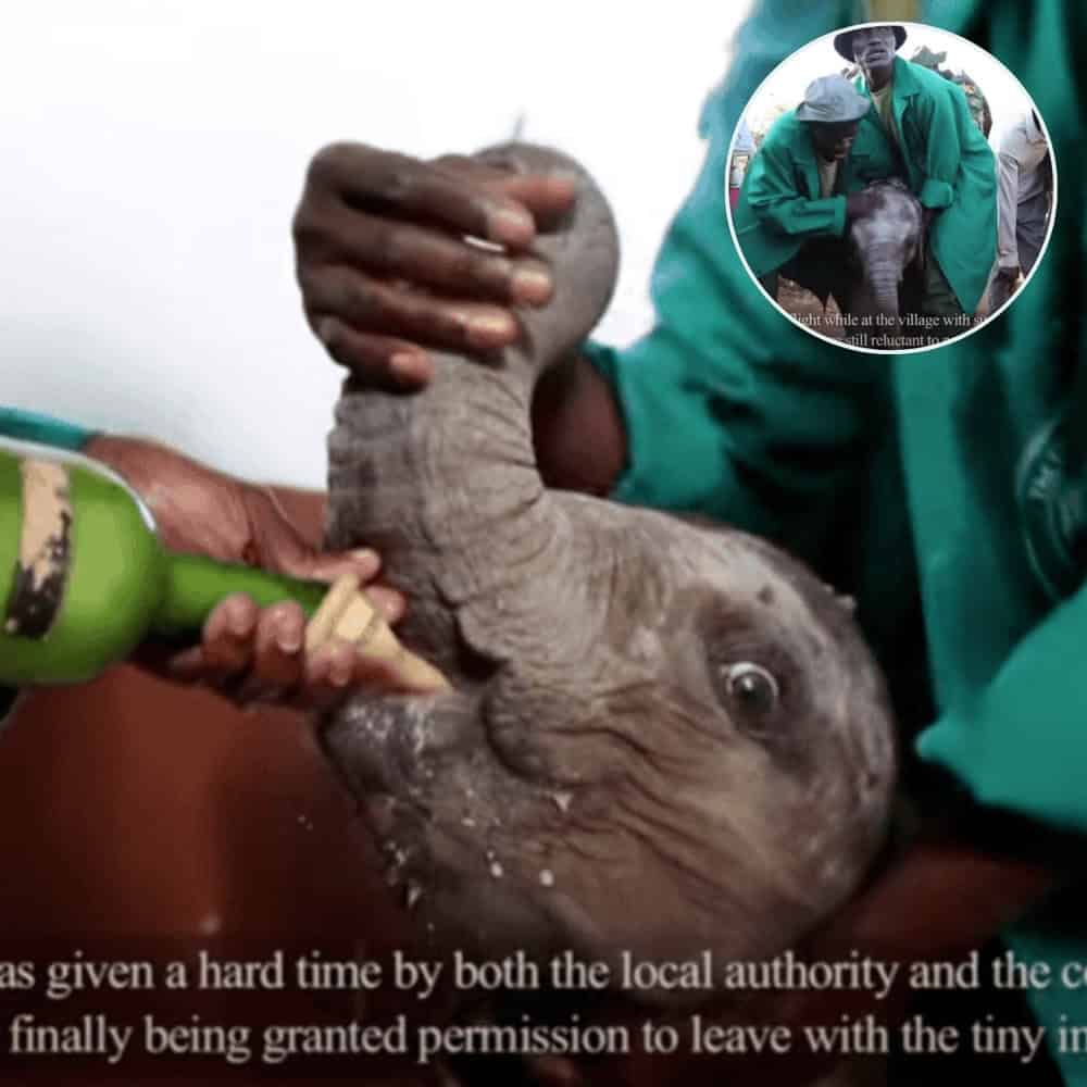 [Video] Baby Elephant Overcomes Challenges to Help Fellow Orphans Heal