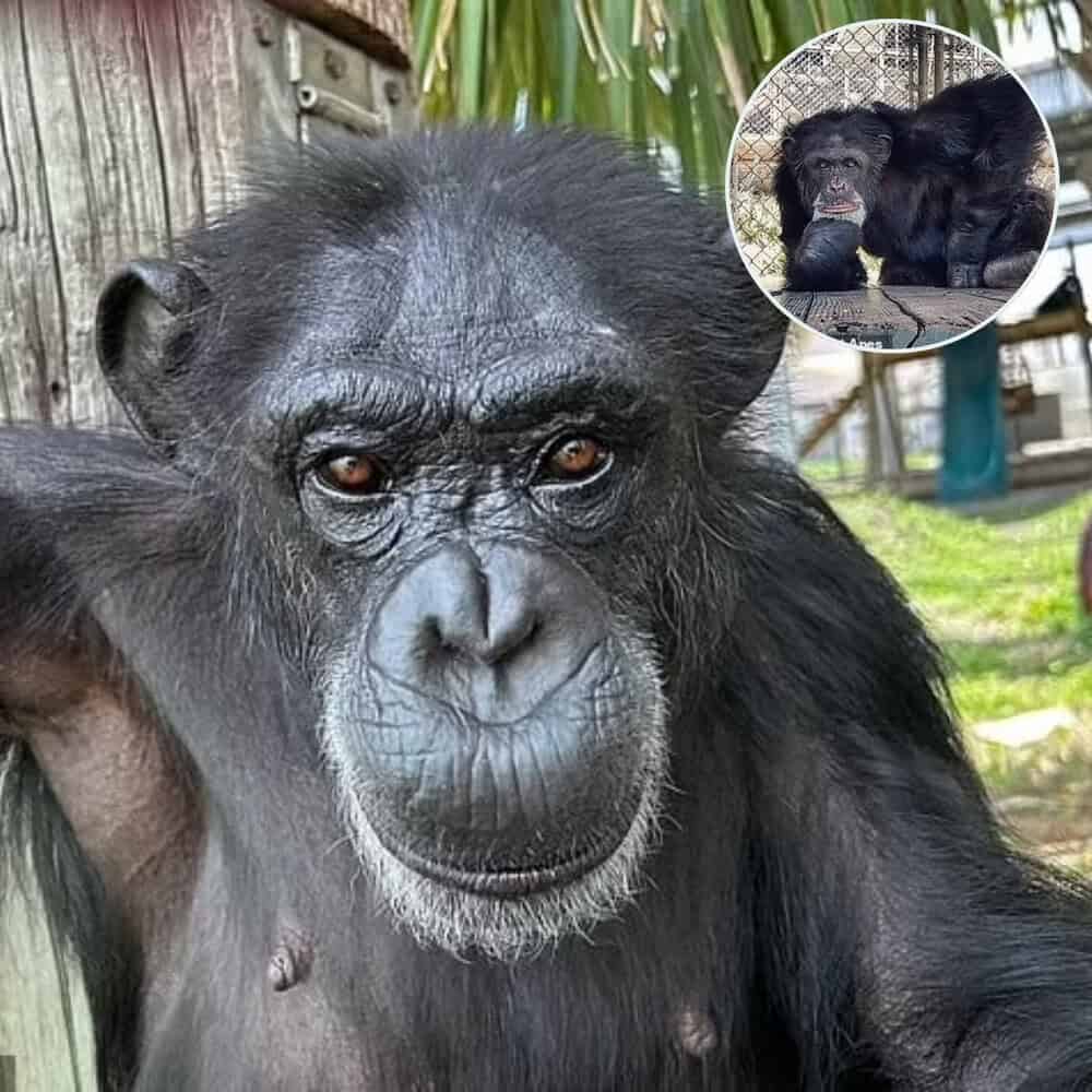 [Video] Chimpanzee Vanilla Sees the Sky for the First Time After ...