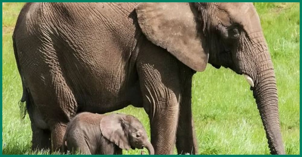 A First baby elephant GAVE birth after artificial insemination and 22 ...