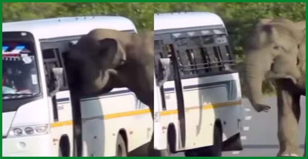 Curious Elephant's Unusual Bus Encounter: On a Quest to Celebrate