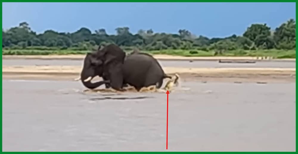 Elephant's Epic Battle with Crocodile: Tail's Swish Saves the Day