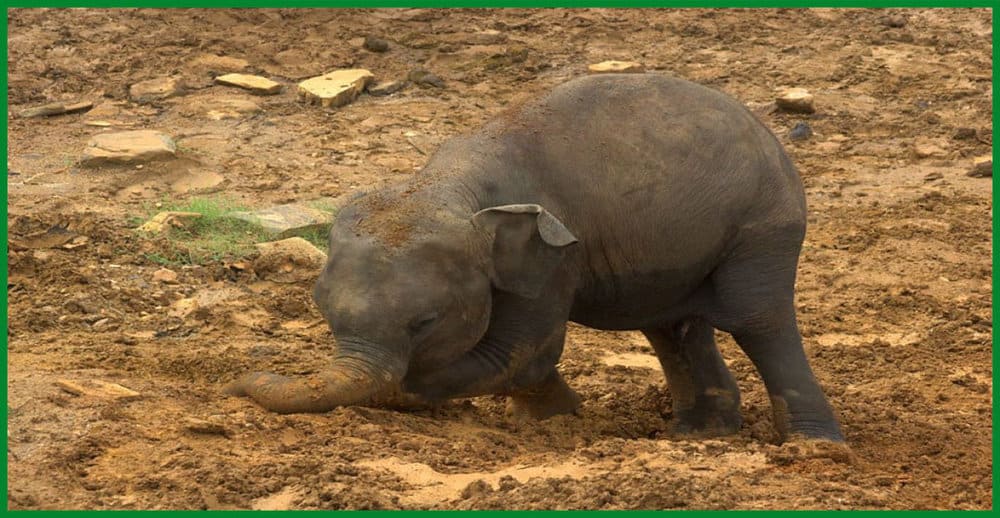 Enchanting Elegance: Elephants' Playful Somersaults Bring Boundless Joy ...