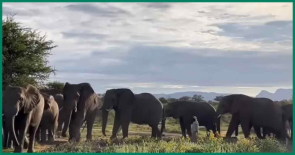 Magical Encounter: Elephants and Lions Share Peaceful Moment in South African Reserve