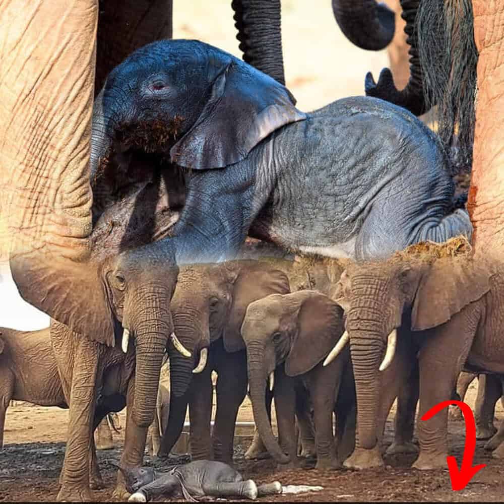 [Video] Heartwarming Surprise: Elephant Gives Birth at Kenya Sanctuary ...