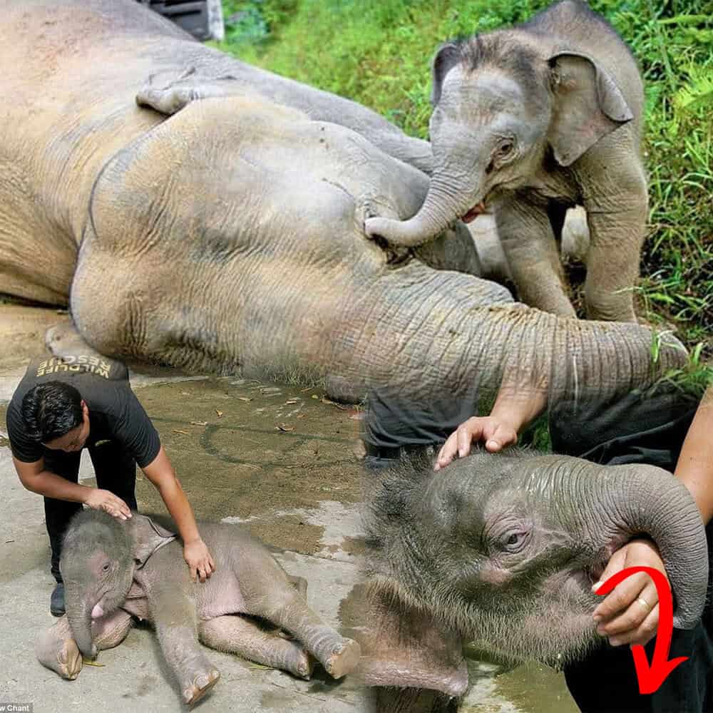 Miracle of Survival: Orphaned Pygmy Elephant Finds Surrogate Mom After ...