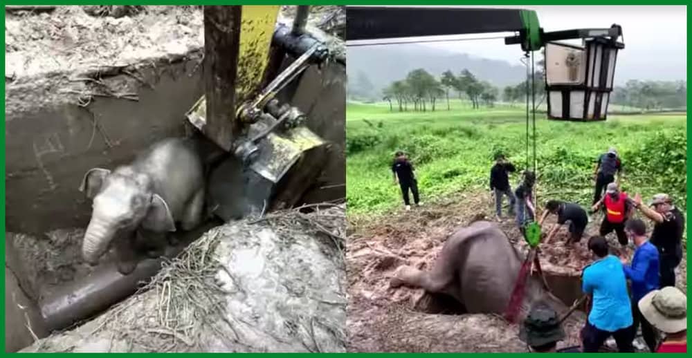 Dramatic Rescue: Mother Elephant and Calf Saved in Heart-Stopping Operation
