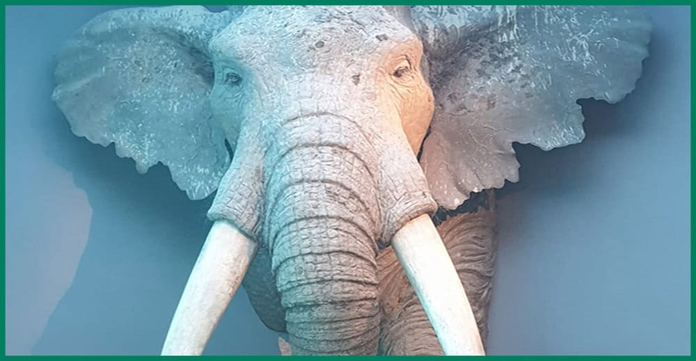 Neanderthals Were Skilled Hunters of Enormous Prehistoric Elephants ...