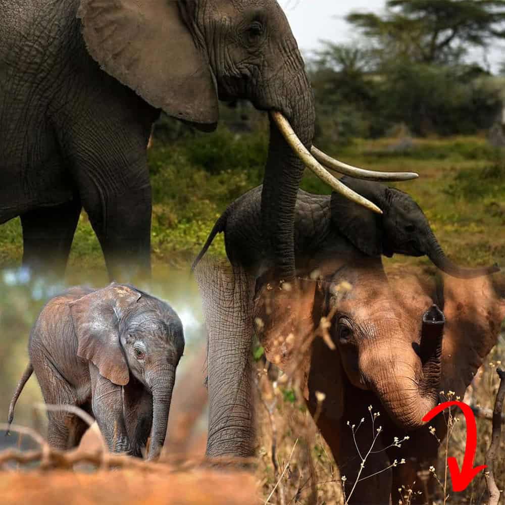 Resilience and Wisdom: The Inspiring Story of a Baby Elephant's Triumph ...