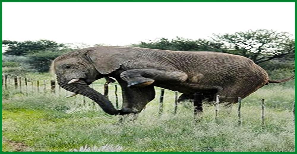 Smart Elephants Master Fence Hurdles: How Africa's Elephants Evade ...