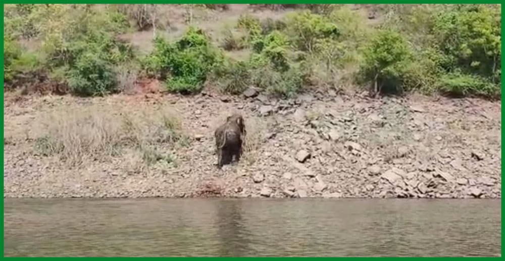 Dramatic Elephant Rescue: Trapped in Fishing Net for Hours, Majestic ...