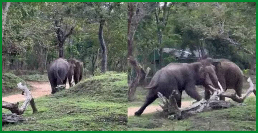 Spectacular Clash of Giant Elephants: Viral Video Shows Ferocious Fight ...