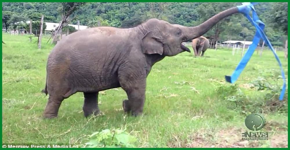 Unbelievable Talent: Watch How This Young Elephant Masters Rhythmic ...
