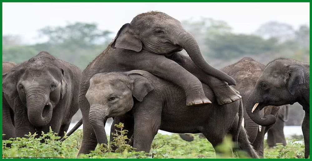 Adorable Playtime: Young Elephant's Jumbo Piggyback Adventure in Sri Lanka!
