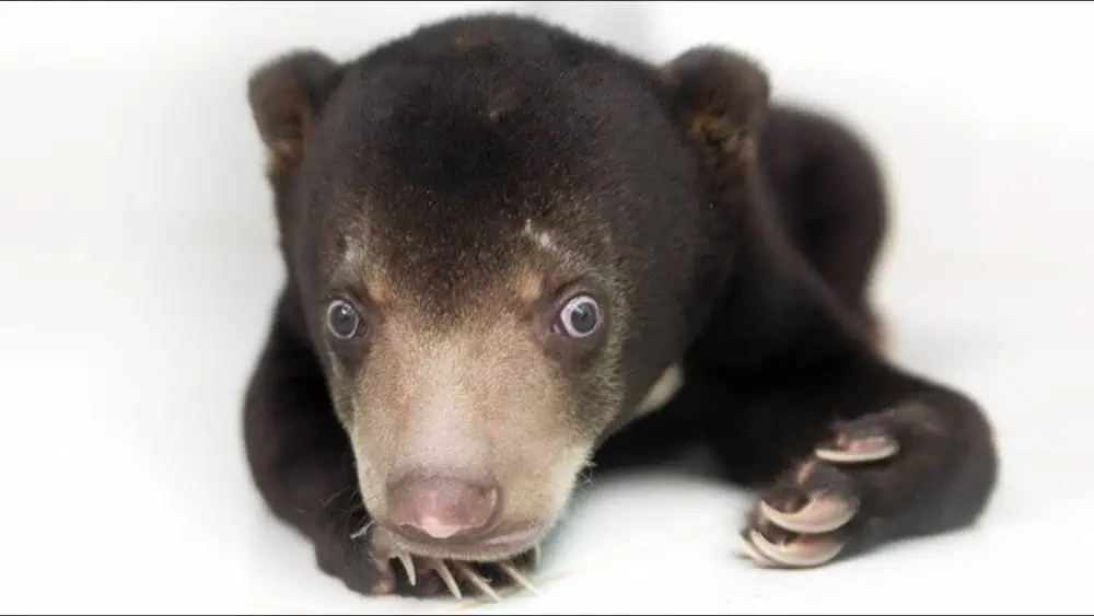 The Inspiring Journey of Shaba the Sun Bear