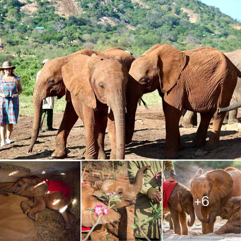 A Heartwarming Tale: The Arrival of a Baby Elephant in Kibwezi Forest's ...