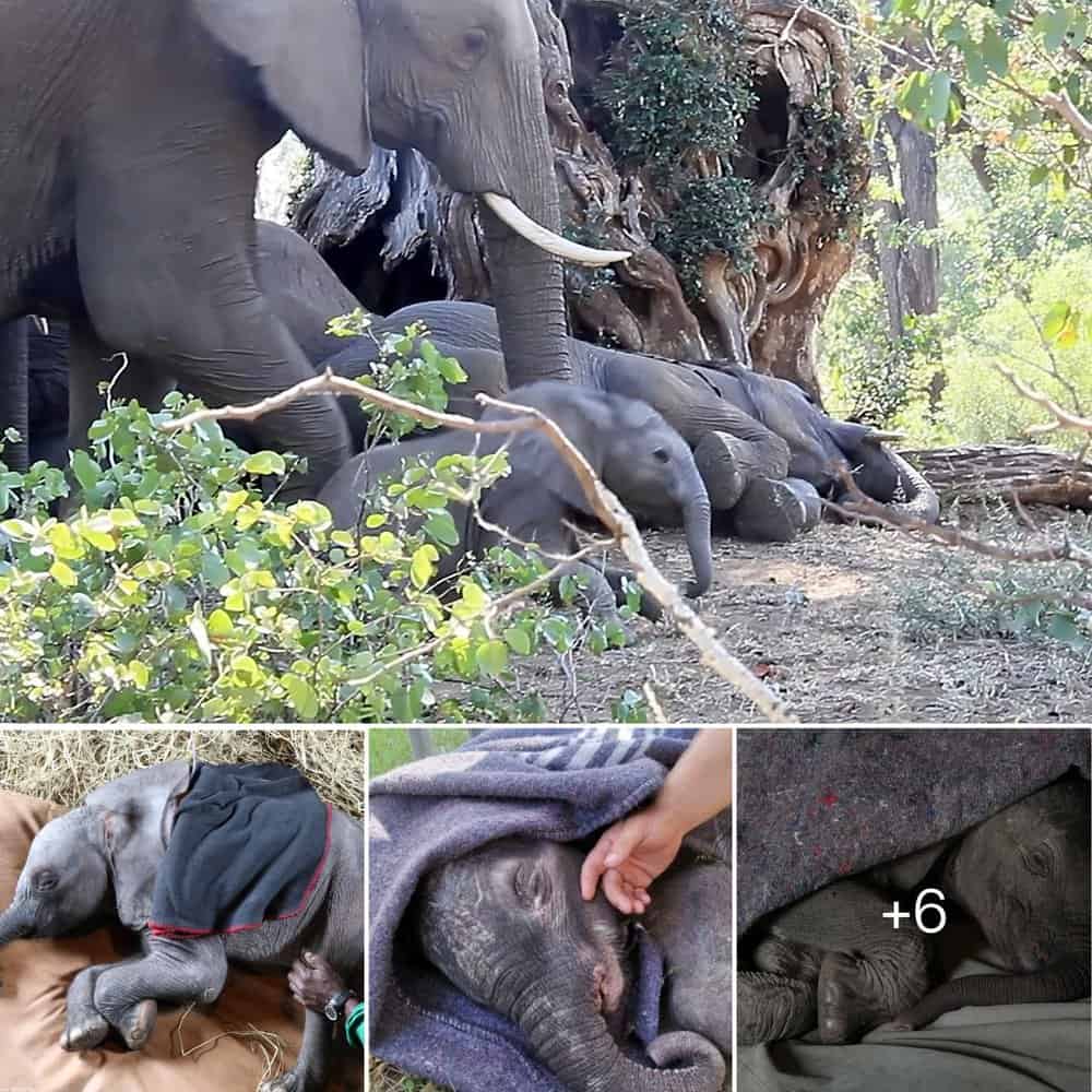 A Mother Elephant's Miracle: Saving a Fallen Calf Defying Death