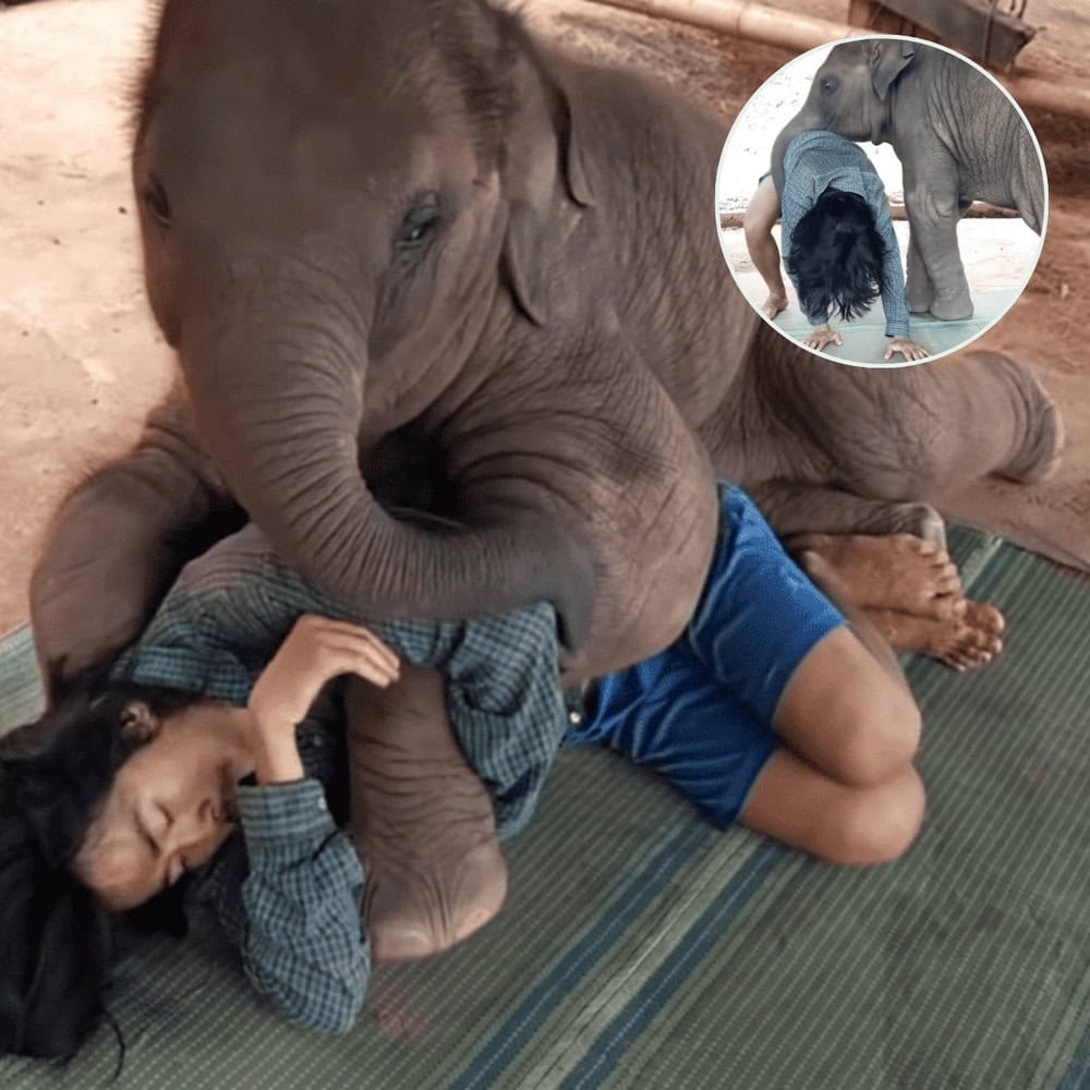 Adorable Baby Elephant Asks Caretaker for a Naptime Cuddle in Sweet Video