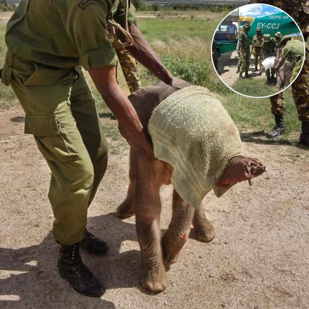 Baby Elephant with Lost Trunk Saved in Critical Rescue Operation