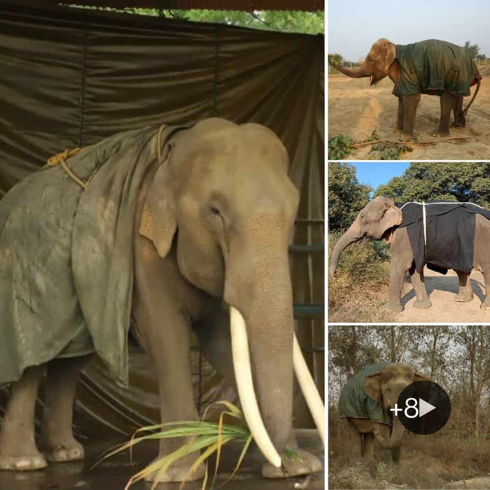 Elephant Protection Organization Ensures Cozy Winter for Rescued Herd ...
