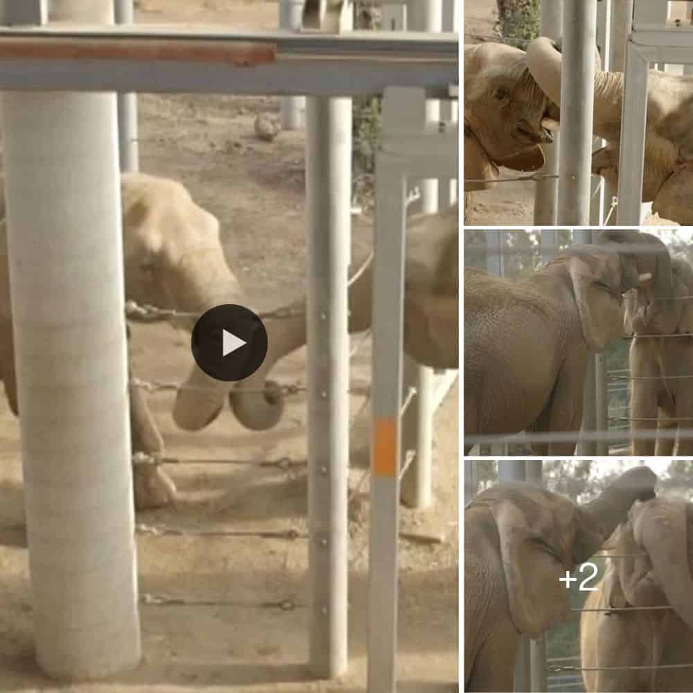 Heartwarming Reunion: Elephant Reconnects with Its Kind After 37 Years