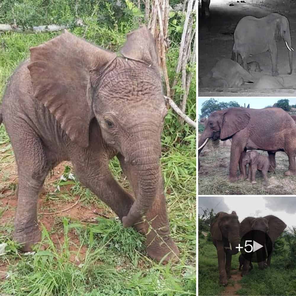 Heartwarming Tale: Naisula, the Rescued Elephant, Welcomes a Newborn in ...