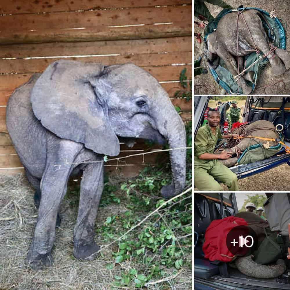 Rescued Elephant Calf Finds Hope and Friendship in Kenya's Drought ...