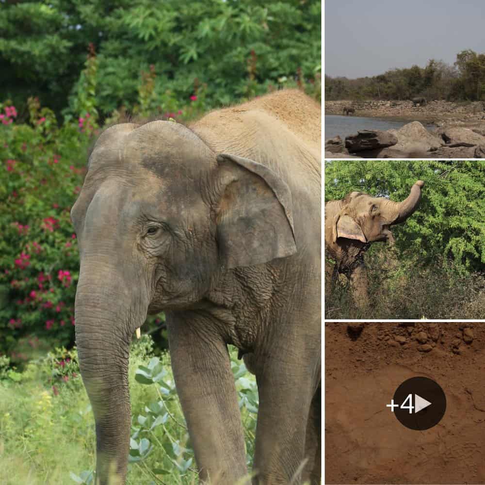 The Majestic Odyssey of Elephant Migrations Across Continents