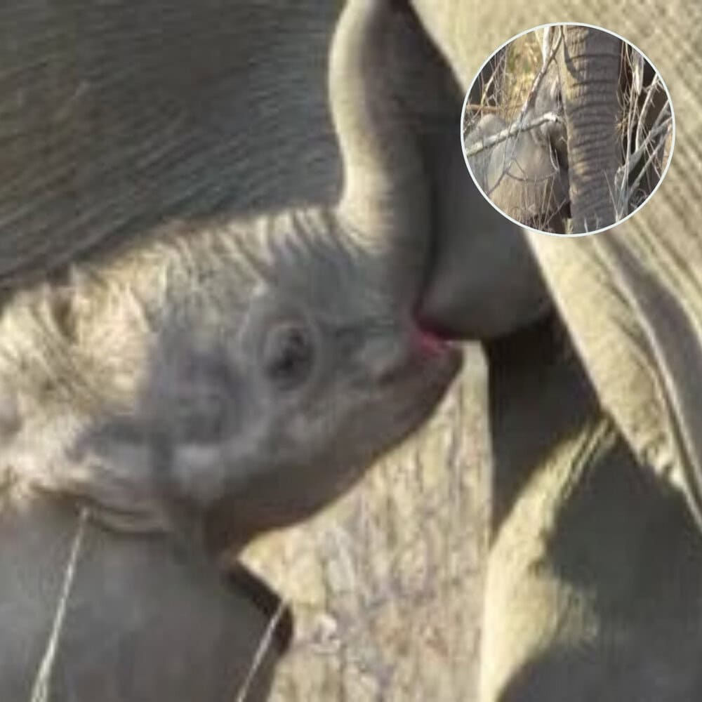 [Video] Heartwarming Video Shows Mother Elephant Nursing Her Baby