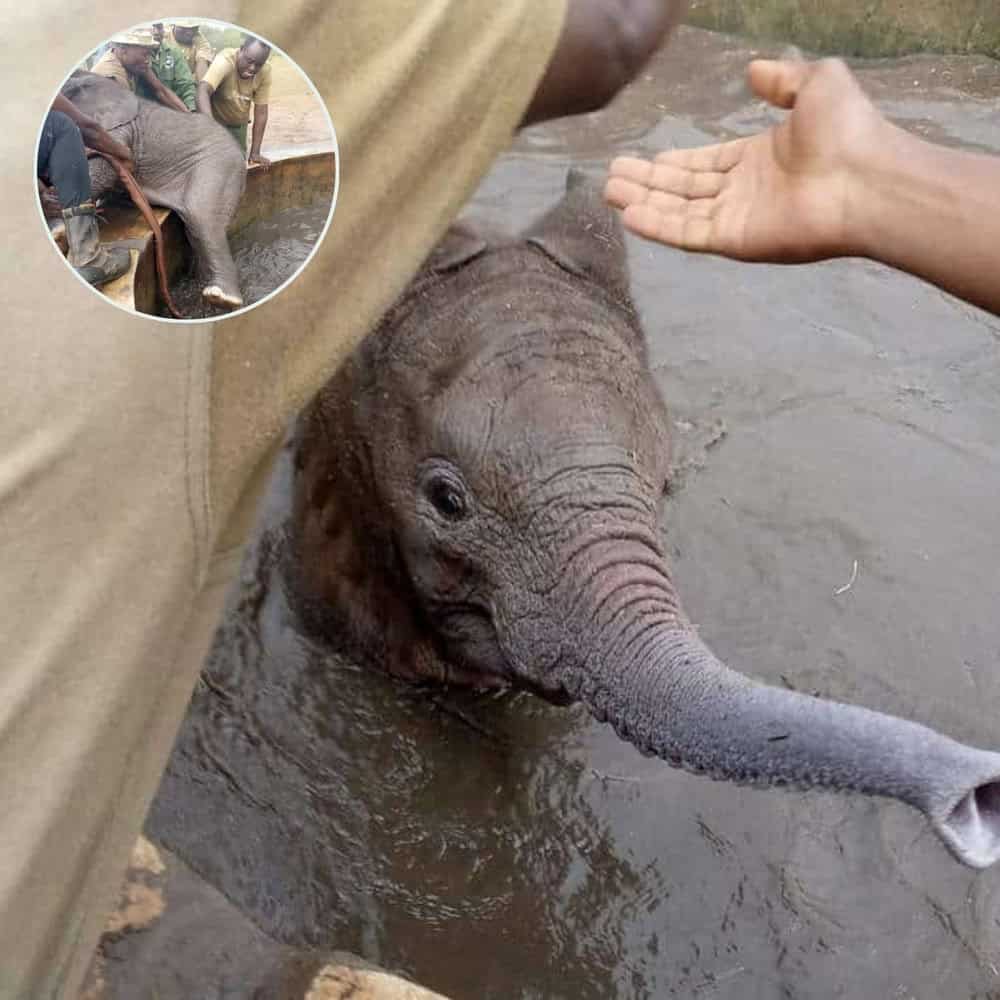 [Video] Miraculous Reunion: Baby Elephant Rescued in Arabuko Sokoke Forest