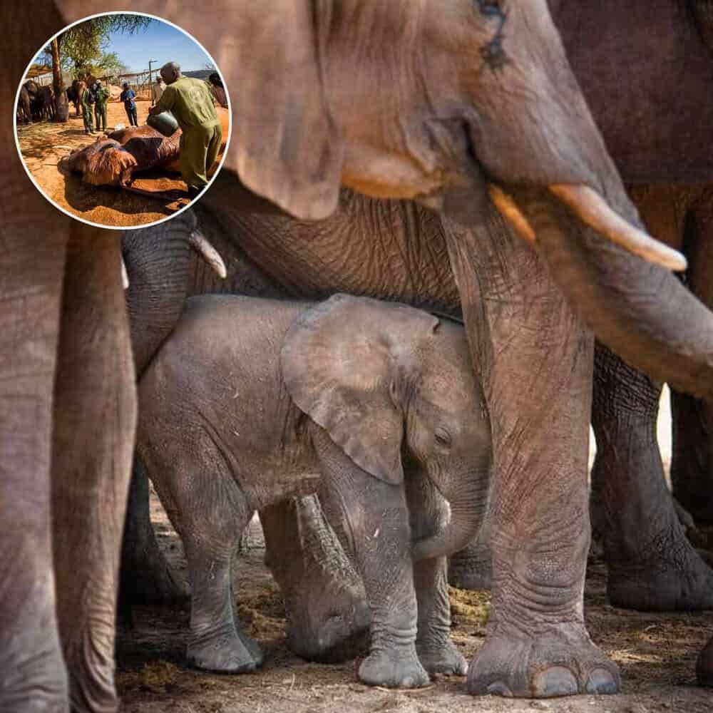 Heartwarming Reunion: Elephants Celebrate New Life in Ithumba