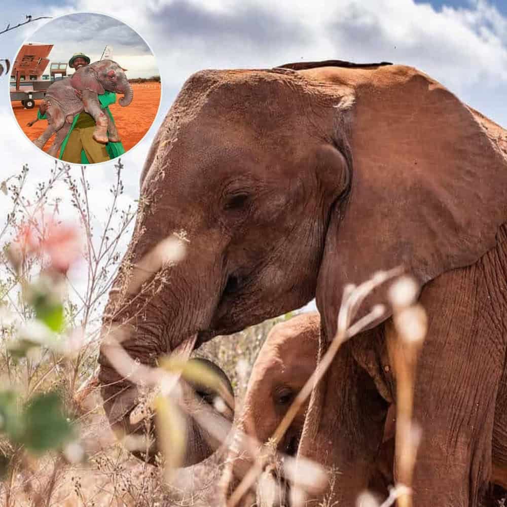 Remembering Shukuru: A Tribute to Our Beloved Elephant