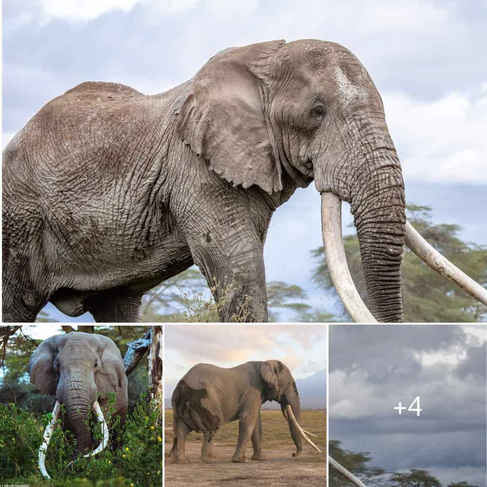 Remembering Tim: A Tribute to Kenya's Iconic Elephant